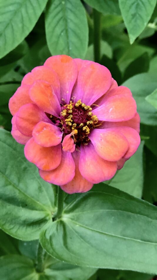 Early AM surprise: Our Zinnia is finally blooming...