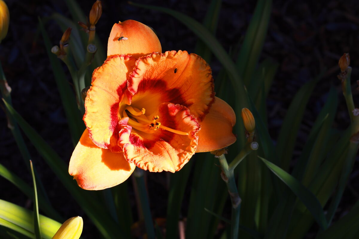 Morning Lily NM: Morning Lily NM...