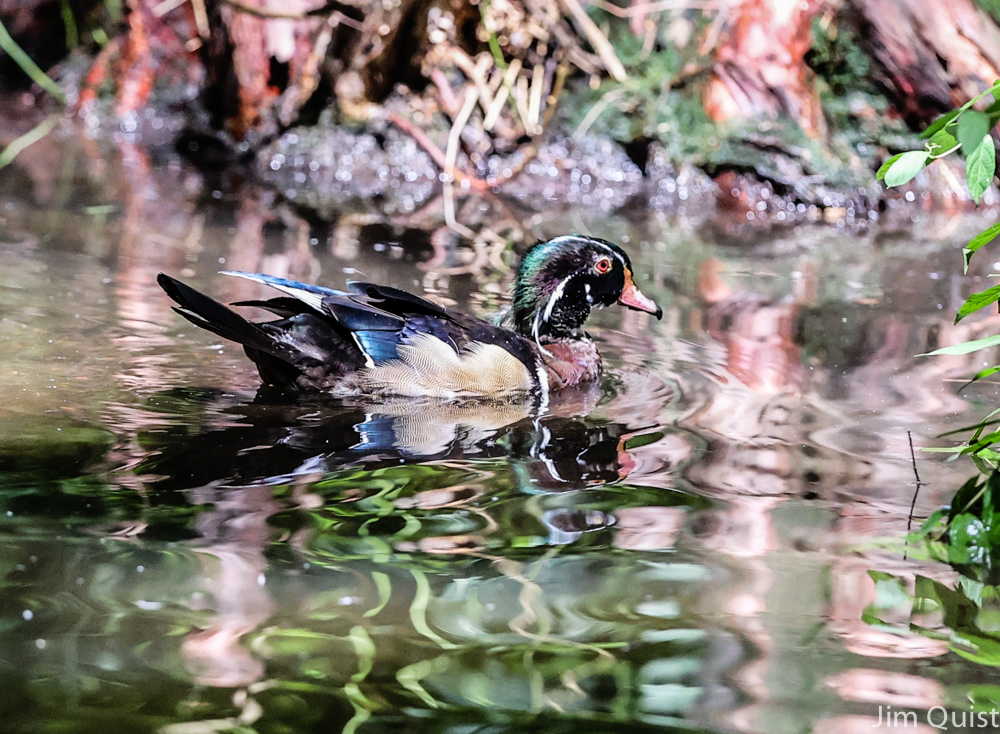 Love the colors of this duck and surrounding: Taken at the Saint Louis ...