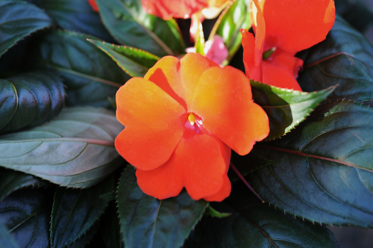 Impatiens: Shot at Rodgers Garden in Irvine, California. Impatiens have ...