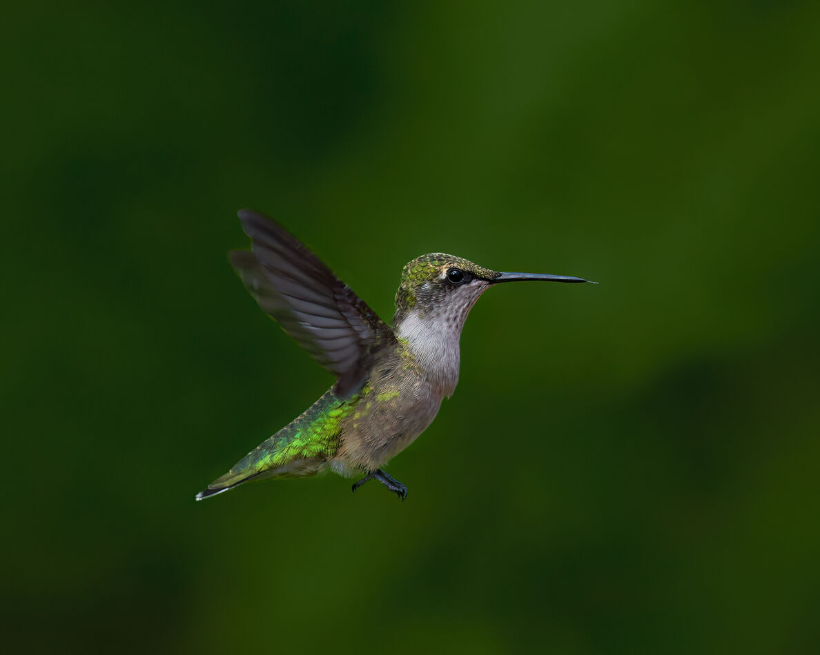 Female Ruby-throated Hummingbird: It's no secret, for better images get ...