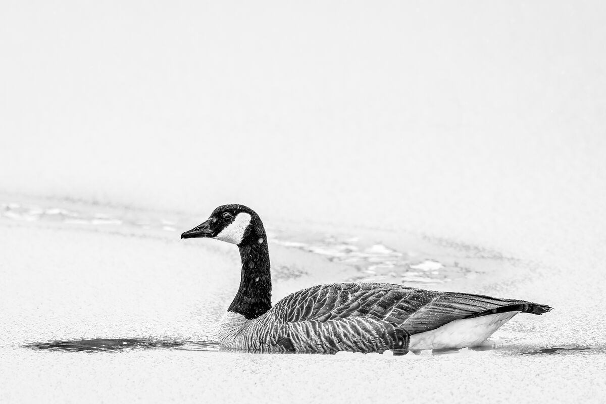 Ice goose! I called this goose the ice breaker goose, she left a trail ...