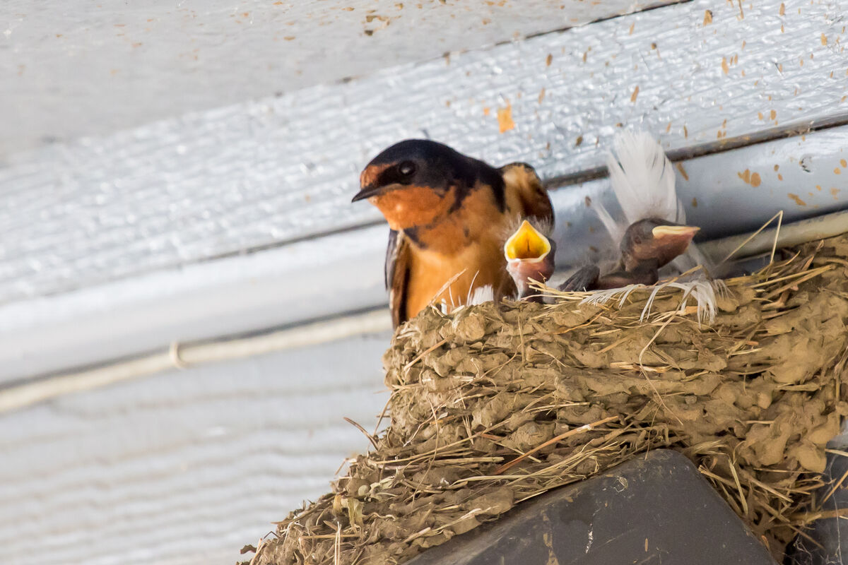 Barn Swallow @ Nest with Young: On the Oregon coast...