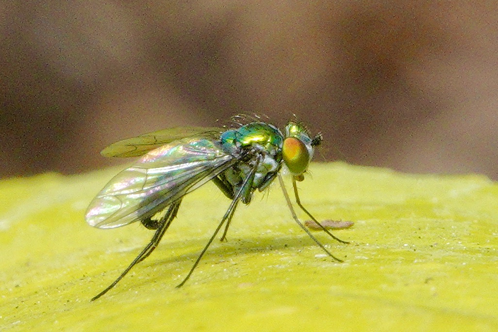 A Hover Fly: In my back yard today I happened on two flies. This is the ...