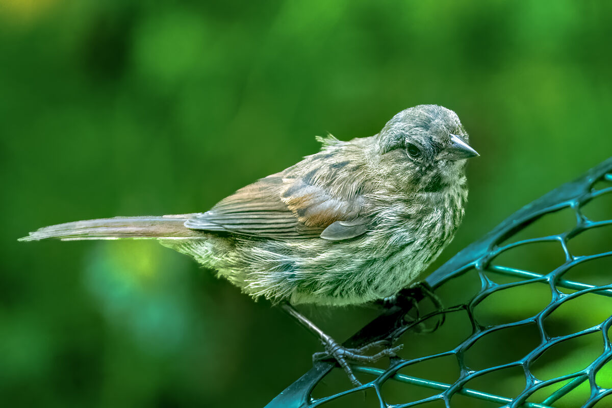 Juvenile Dark-Eyed Junco Plus Bonus Photo: Back to my 500pF. It really ...