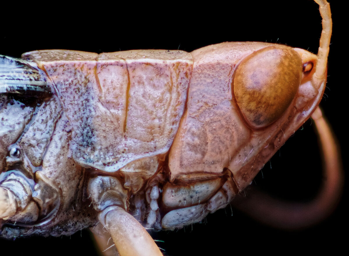 Focus Stacked Image of a Grasshopper: This is one of the preserved ...