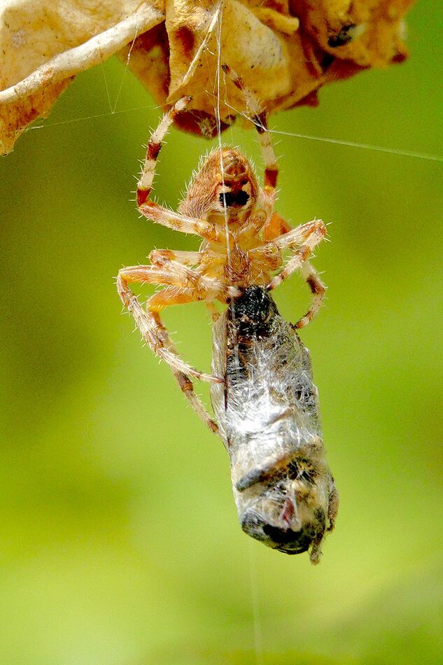 The Spider and the Bee: While doing yard work today I stopped to talk ...