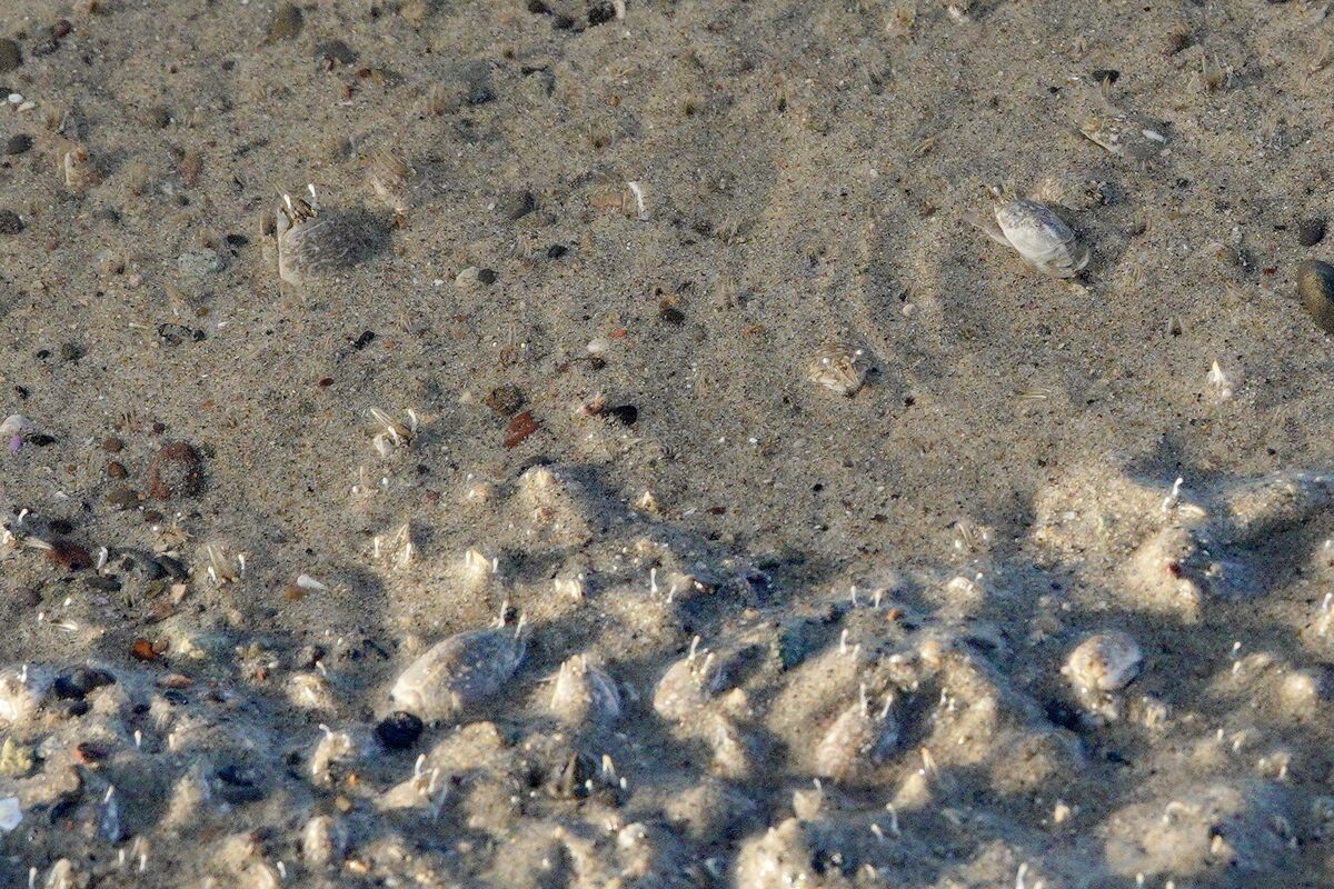 Baby Sand Crabs: Every day at the beach I see sand crabs that are full ...