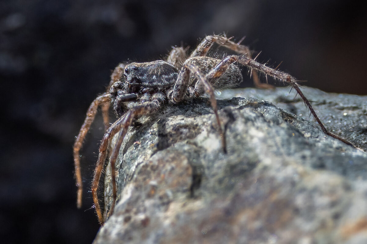 Spider help: Anyone know what kind of spider this is? I'm really not ...