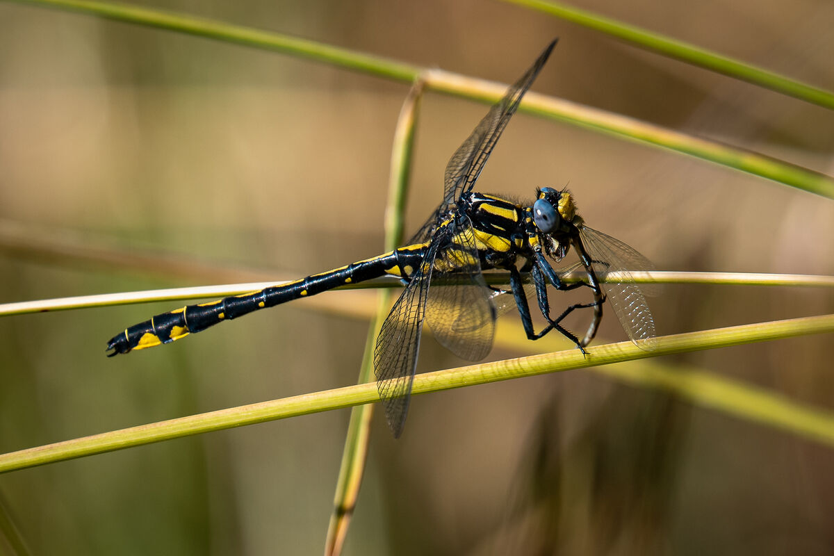 Today's dragons: If my ID is correct, this is my first of this species ...