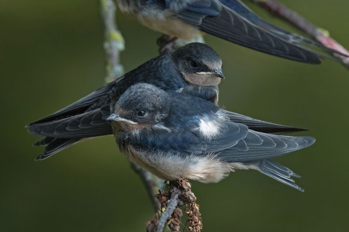 Barn Swallow fledglings and Mom/Pop: The first one got up it's nerve to ...