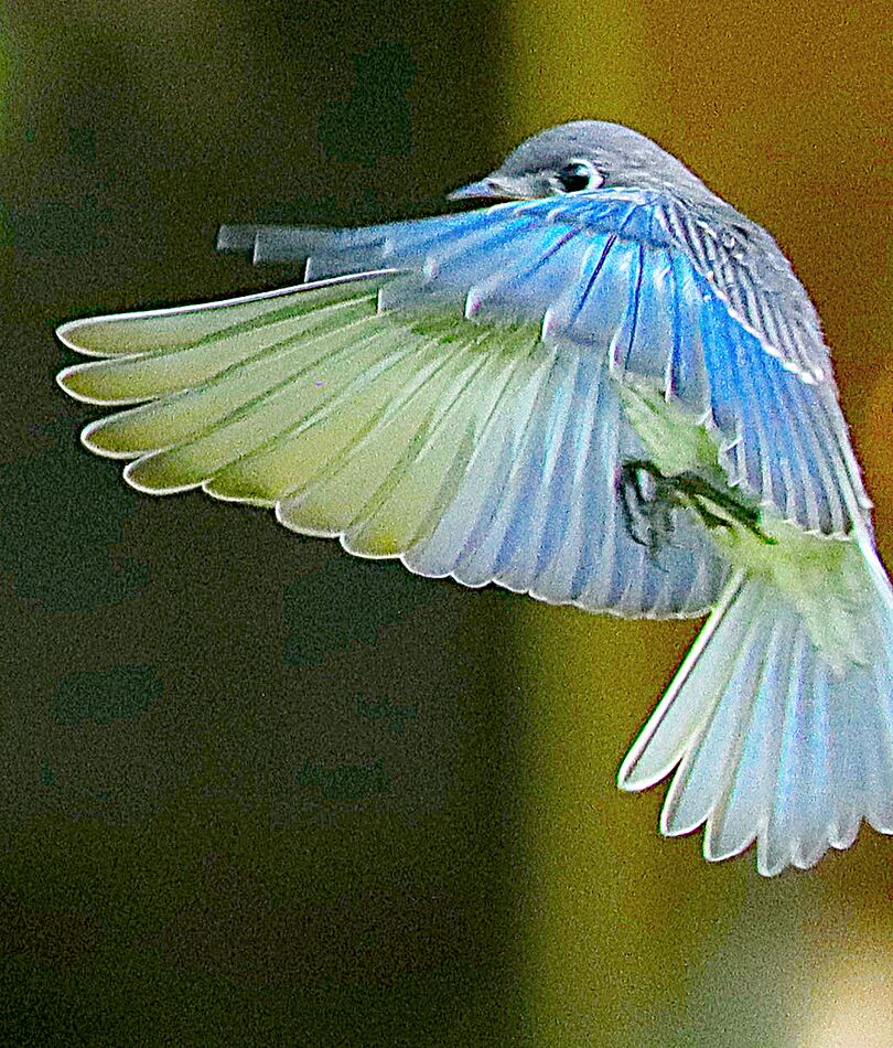 Some of today's visitors: Cardinals, Mocking Bird, and blue Birds.