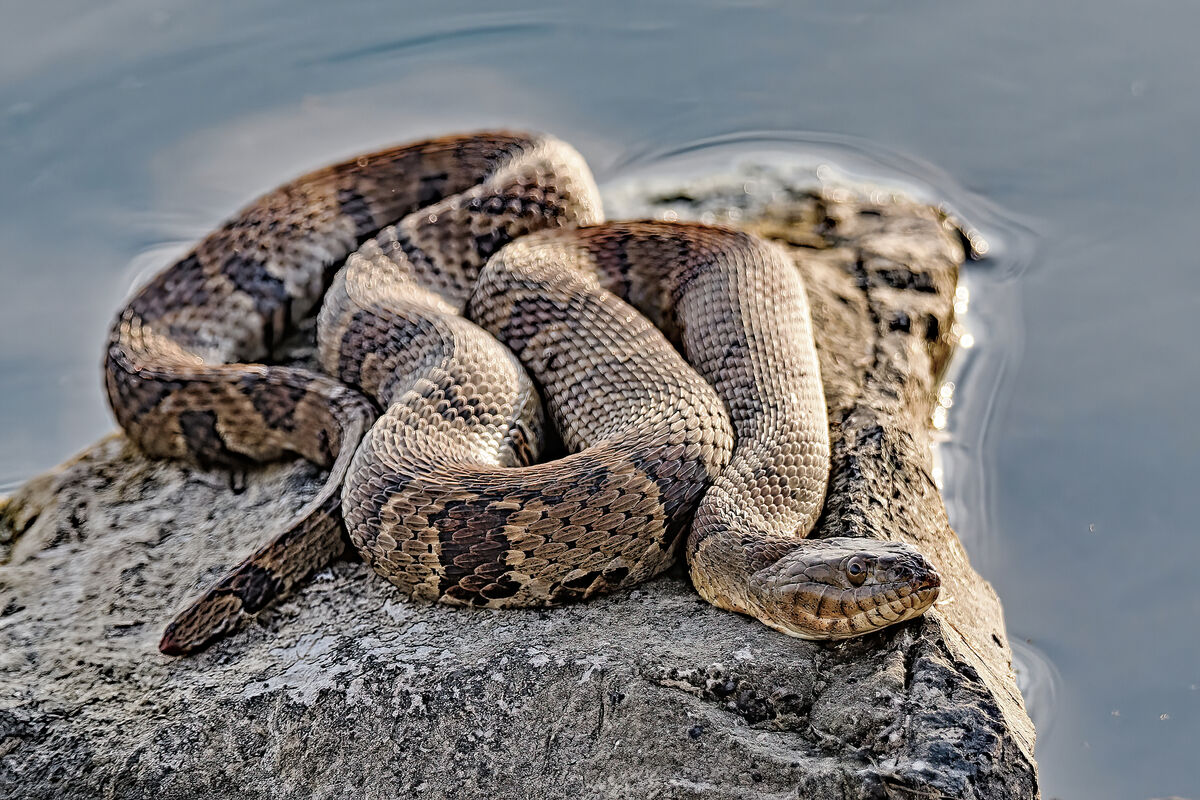 Snake sunning itself: The only shot from my outing this morning was of ...