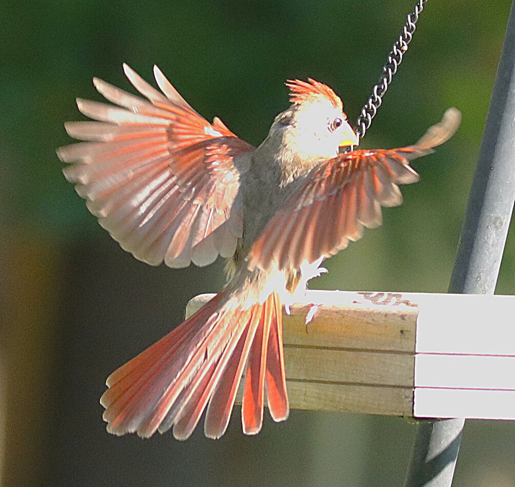 Red bellied woodpecker & Cardinal: at my feeder.