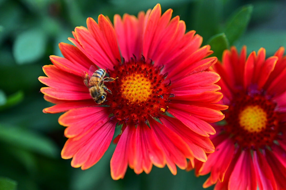 Bee in Sun: It was golden light sun was low and the bee was side lit ...