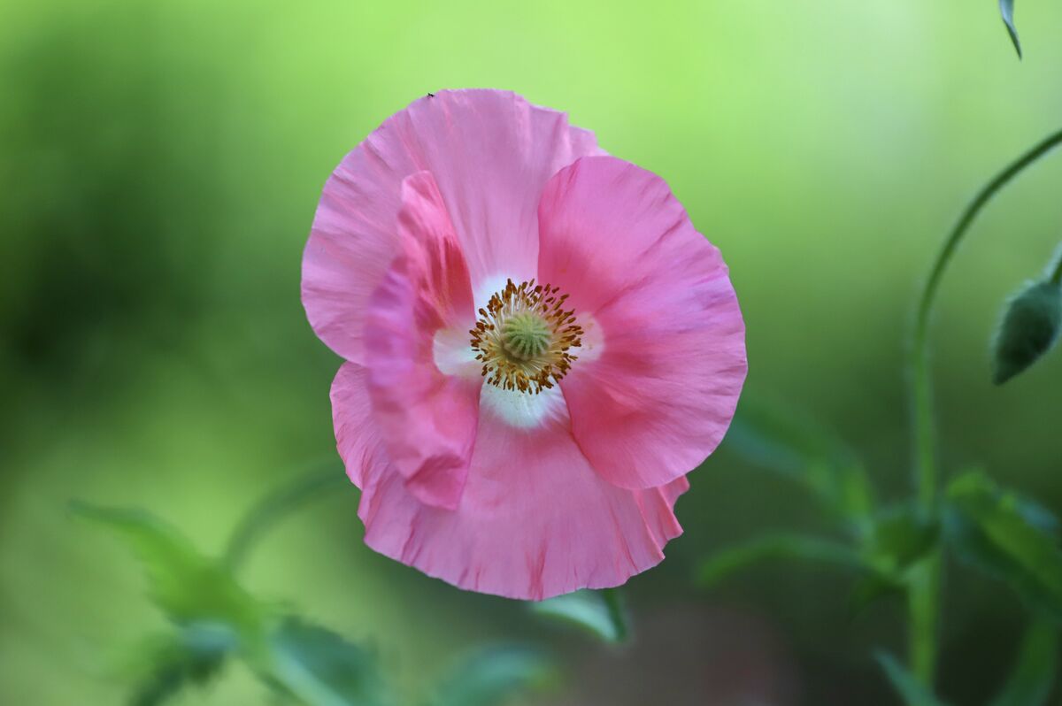 Common Poppy: We bought a box of wildflower seeds (1000 seeds for a $1. ...