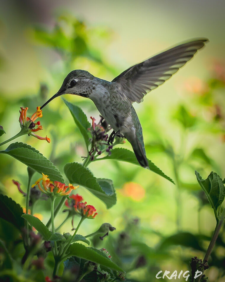 Hummingbird: This was taken in the shade from almost 10 feet away. OM ...