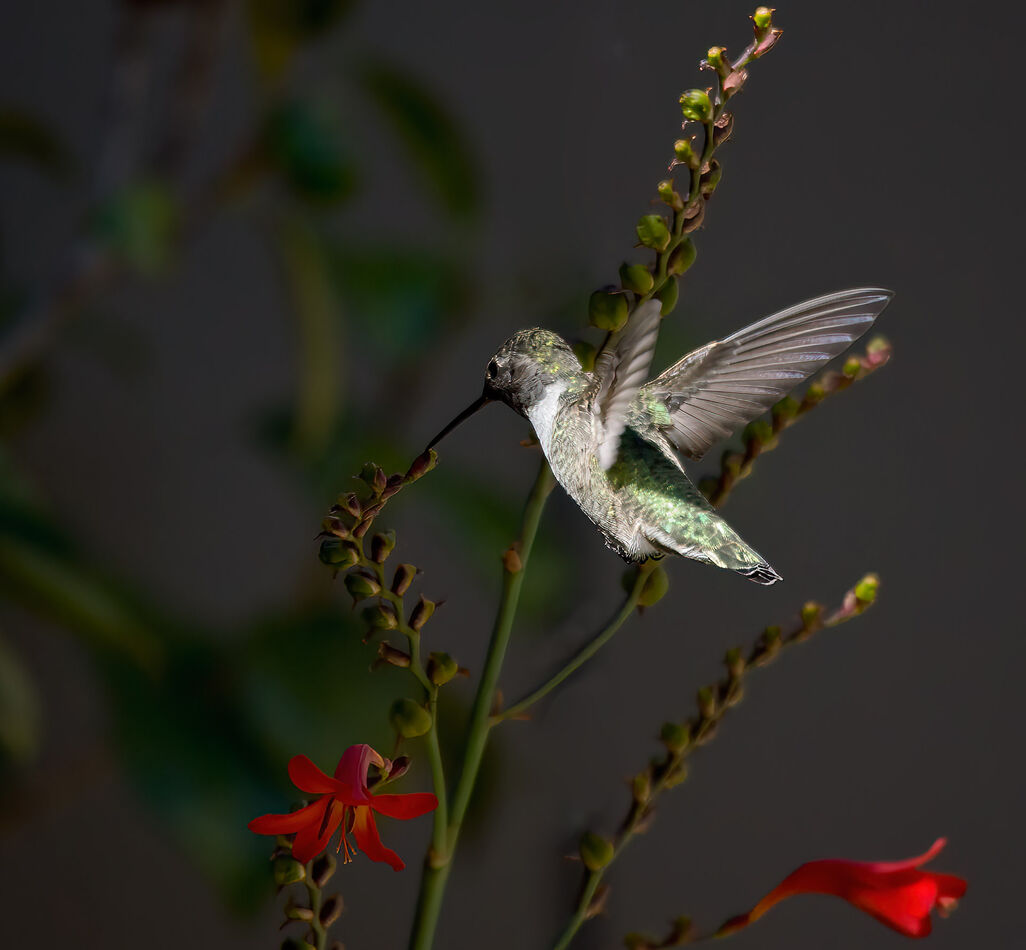 Hummingbird: My Crocosmia are almost gone, but he is still interested.
