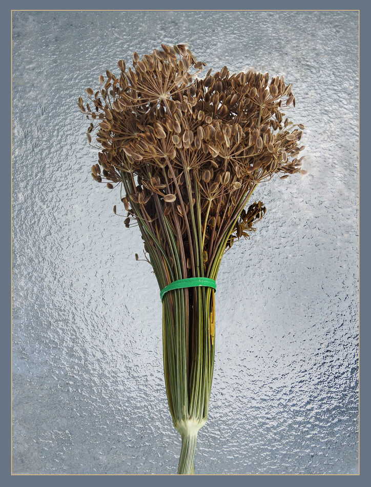 Another Dill Photograph: Yesterday I posted one idea of photographing ...