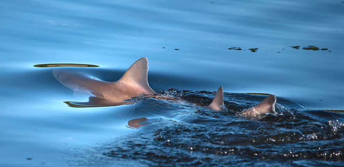 Unusual Visitor: Gerritsen Beach, NY Spotted this Dogfish (Dog Shark ...