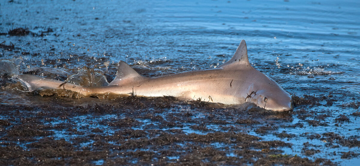 Unusual Visitor: Gerritsen Beach, NY Spotted this Dogfish (Dog Shark ...