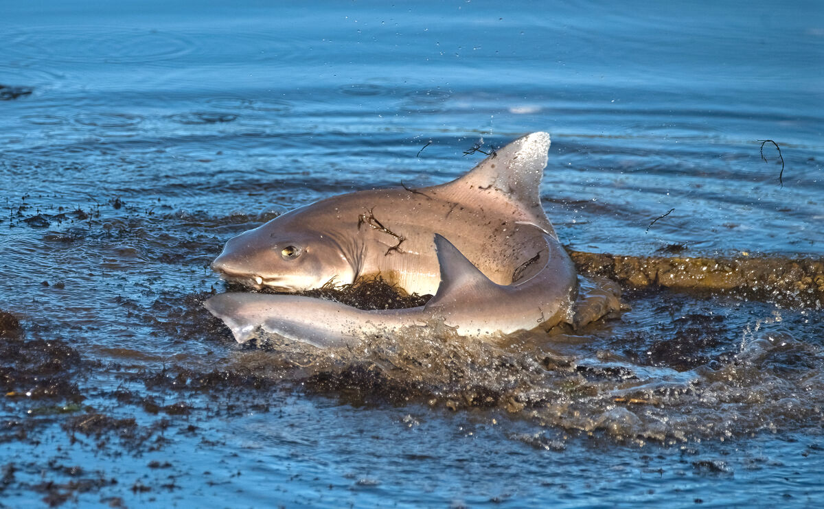 Unusual Visitor: Gerritsen Beach, NY Spotted this Dogfish (Dog Shark ...