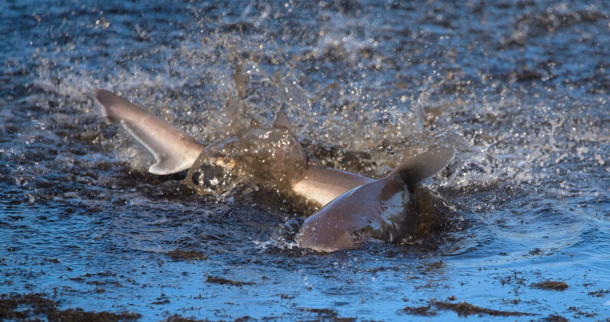 Unusual Visitor: Gerritsen Beach, NY Spotted this Dogfish (Dog Shark ...