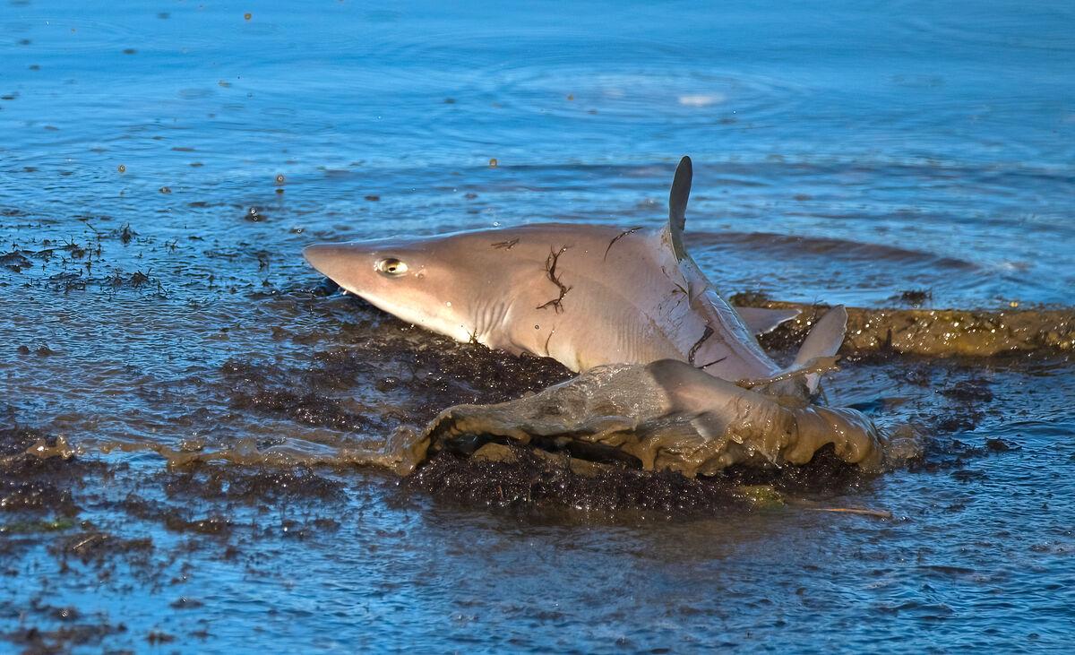 Unusual Visitor: Gerritsen Beach, NY Spotted this Dogfish (Dog Shark ...