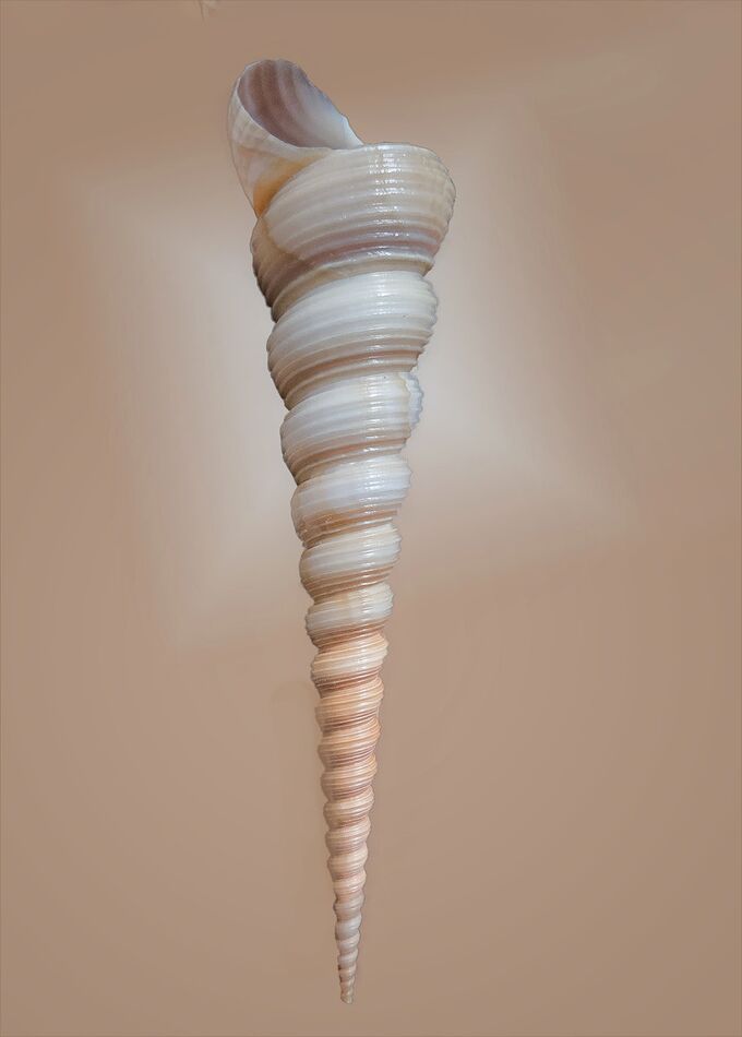 Augury: Focus stacked auger shell on star-gradient, color-coordinated ...