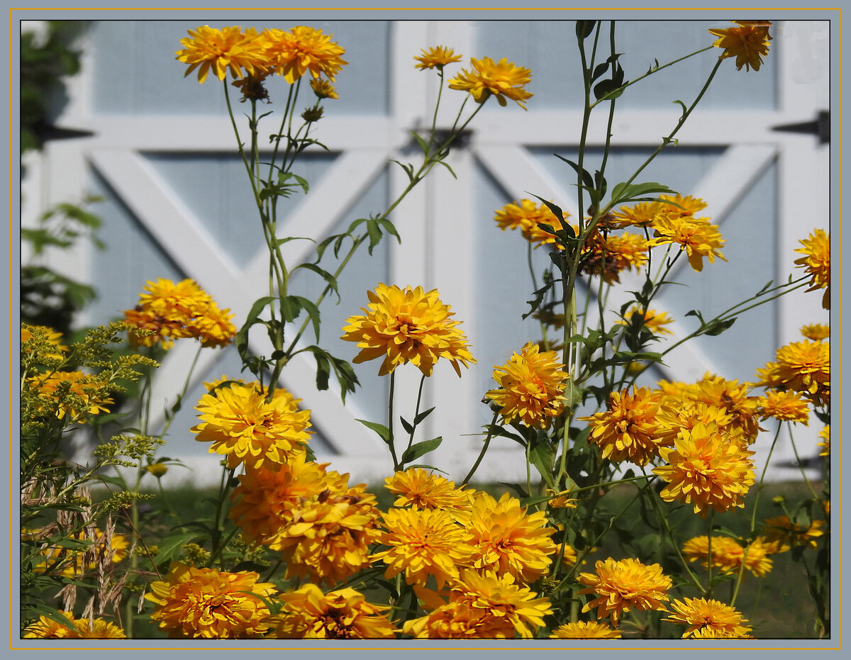 Sunstruck Heliopsis Flowers: Background was two barn doors for these ...