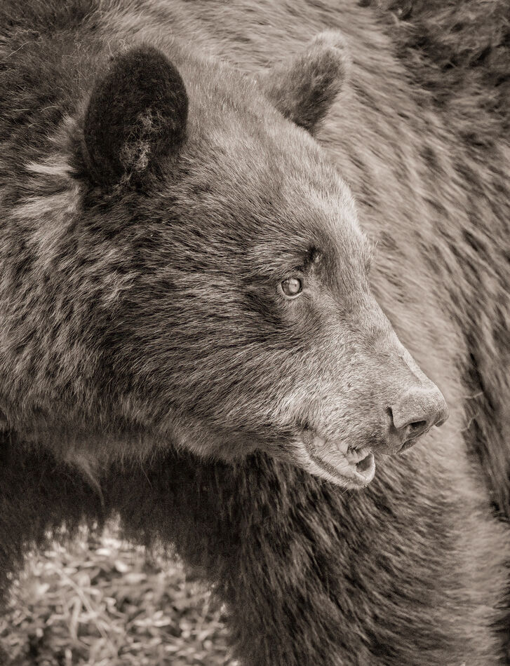 Bears are just so cool! Love the bear face!