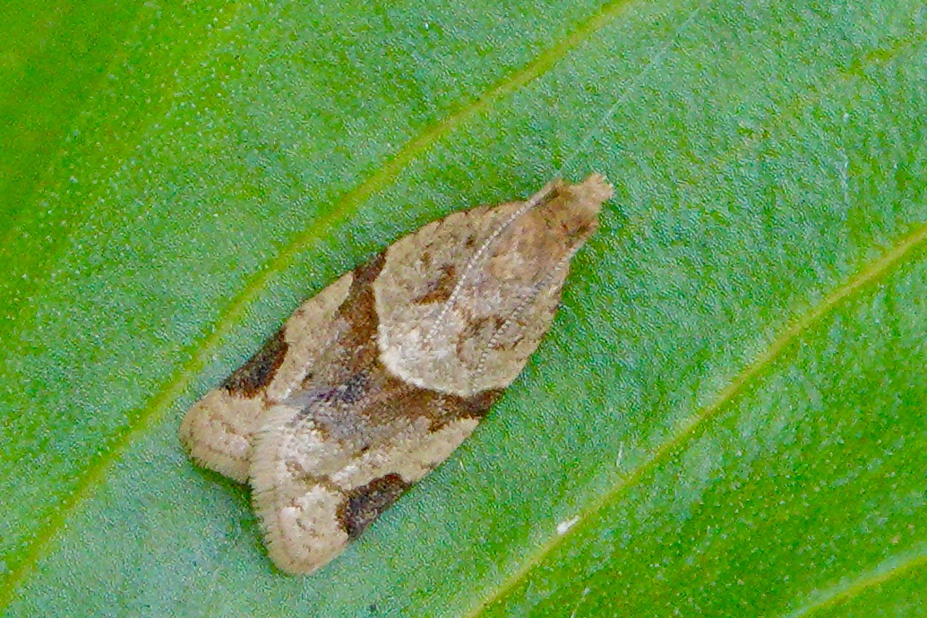 A Moth: In my yard wanders yesterday I noticed what I thought was a ...