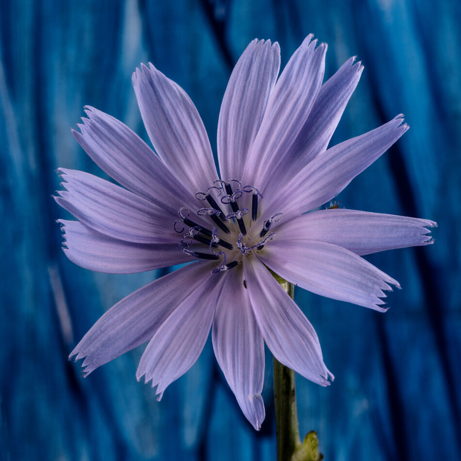 Chickory flower on different: Backgrounds All image photographed with ...