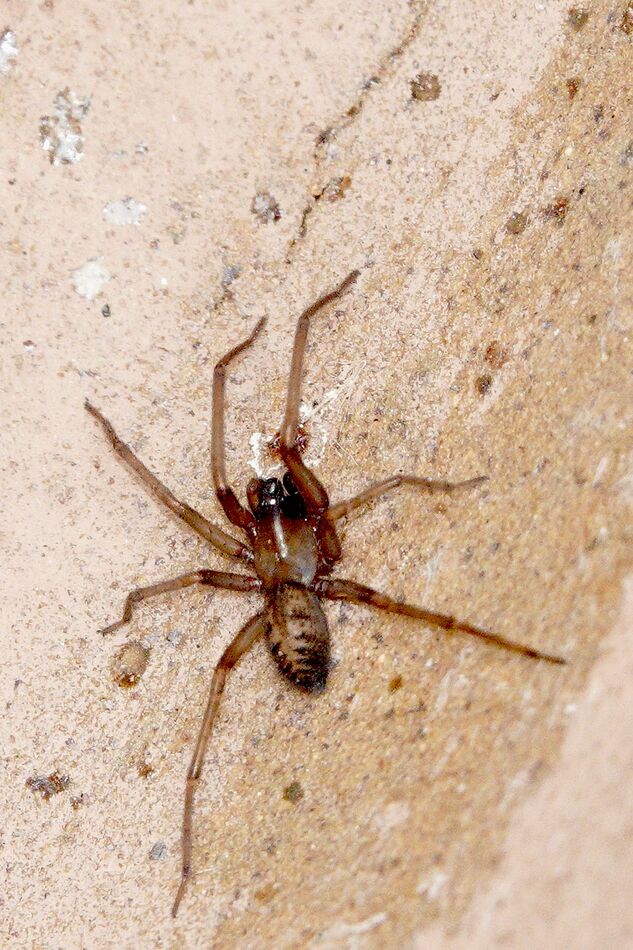 A Spider: I discovered this spider in the bottom of an empty flower pot ...