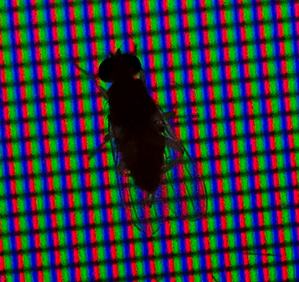 On my monitor: Maybe one mm long, this little critter was flitting ...