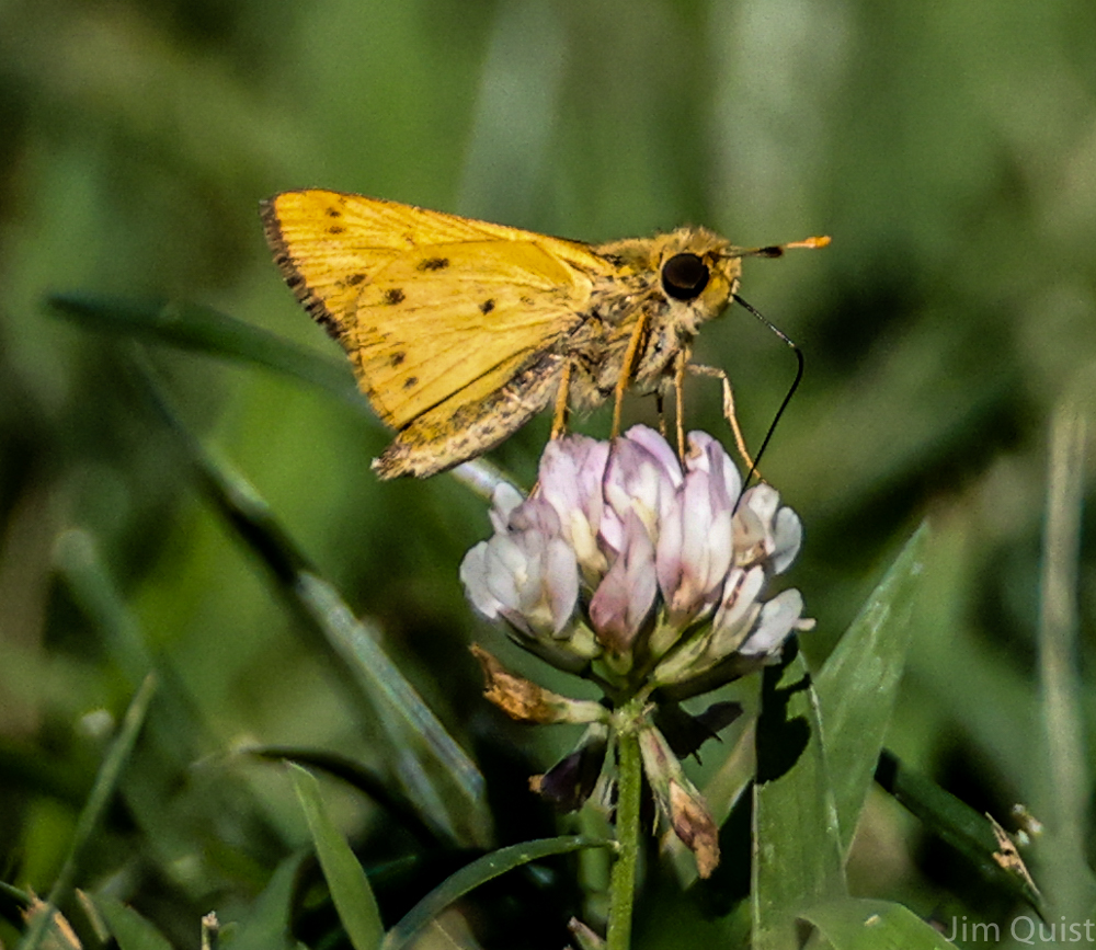 Who Amongst Us Would Like To See A Moth Canon 1DX III Canon 500 F4 who-amongst-us-would-like-to-see-a-moth-canon-1dx-iii-canon-500-f4