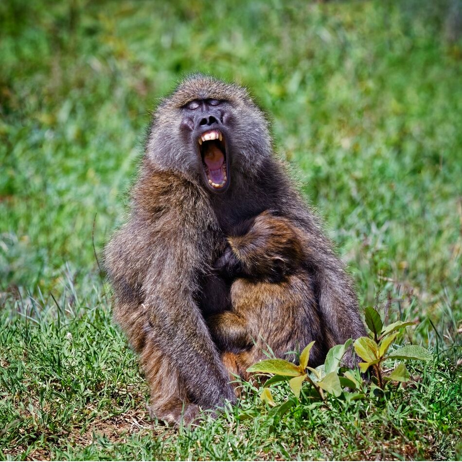 Baboon and the baby: Took this one in Nakuru national park of baboon!