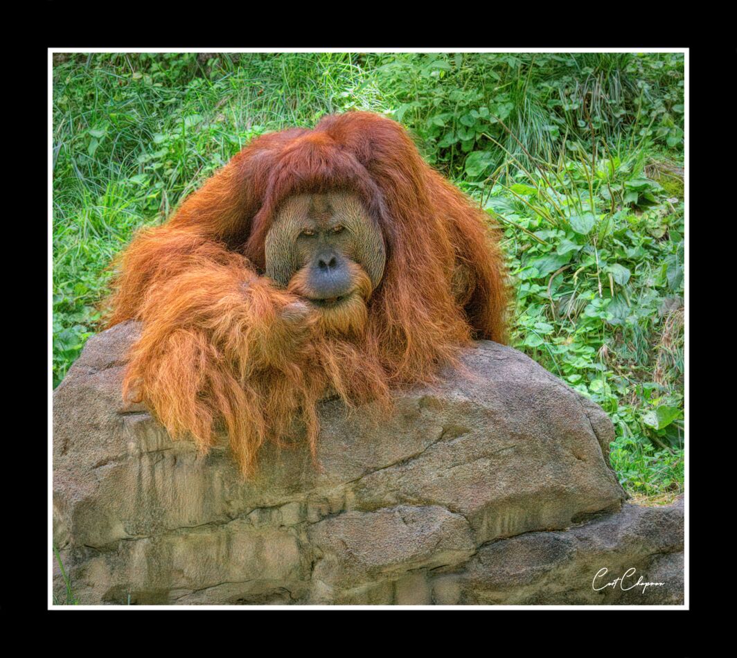 Orangutan: Orangutan at Cinti Zoo...