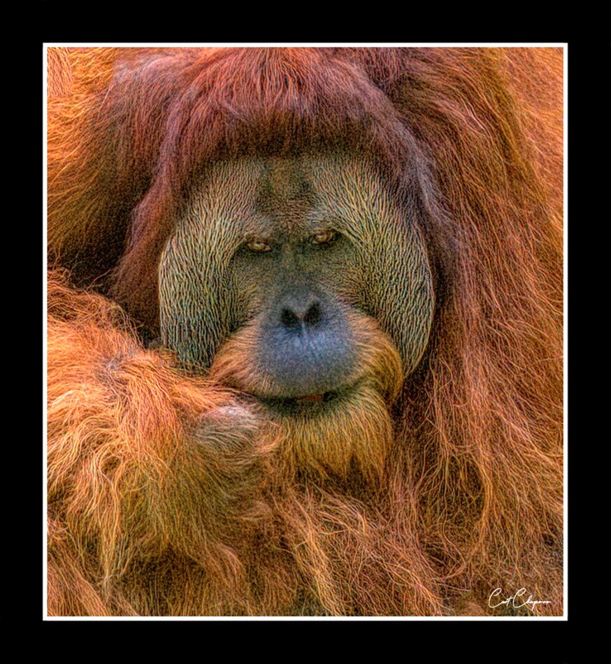 Orangutan: Orangutan at Cinti Zoo...