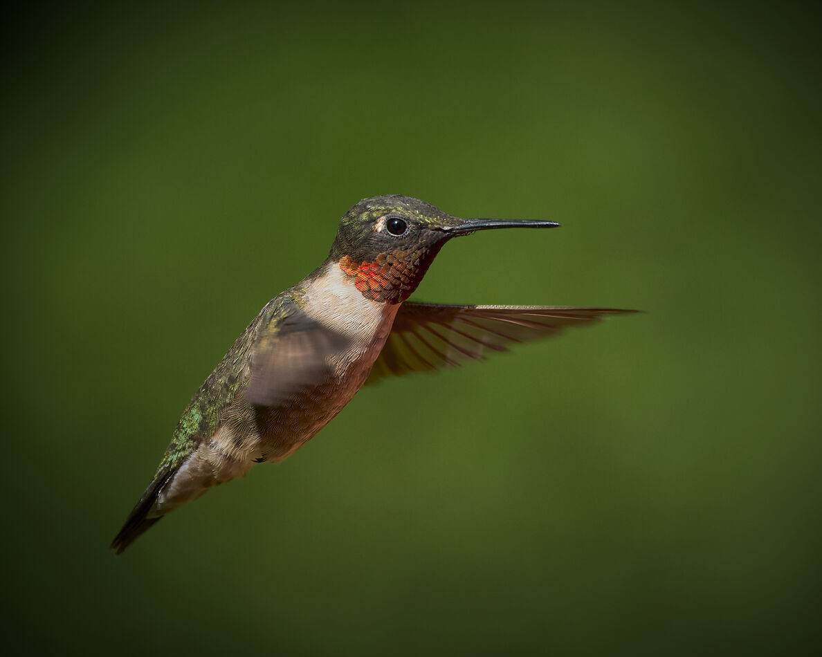 Hummingbird: :sm01:...