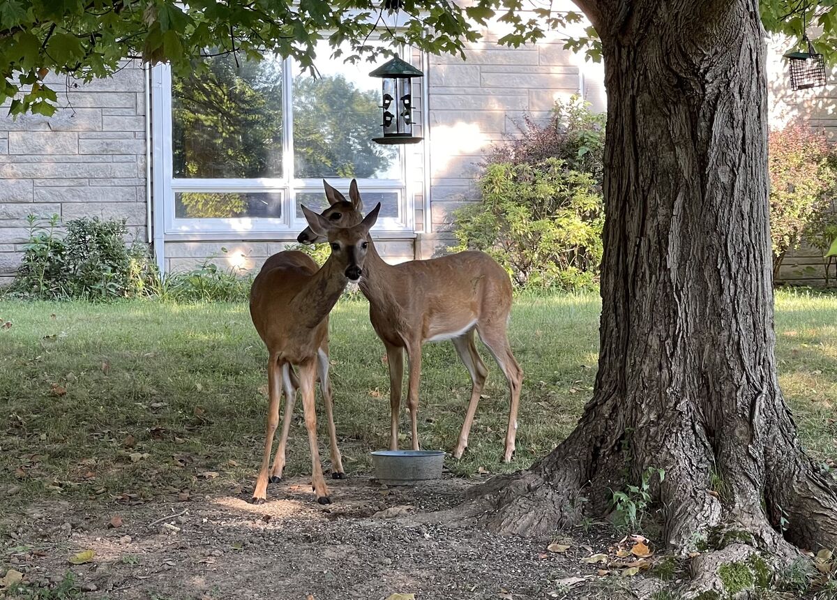 Oh deer! Encountered on my morning walk. They are not afraid.