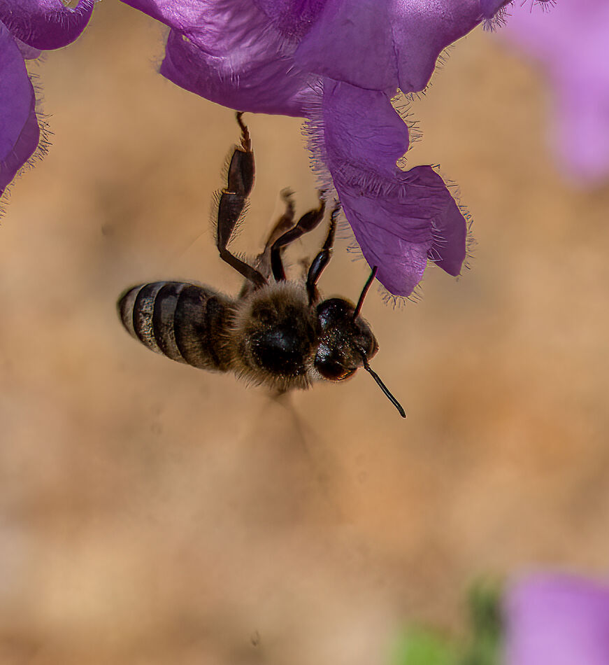 More bees: I never run out :sm15: :sm15:...