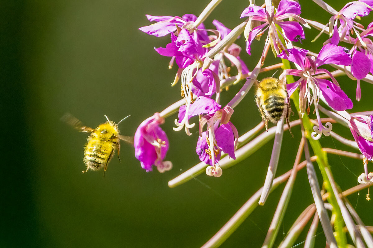 Luv Me Some Bees Again 8-21-2022: A few more bee shots from the other ...