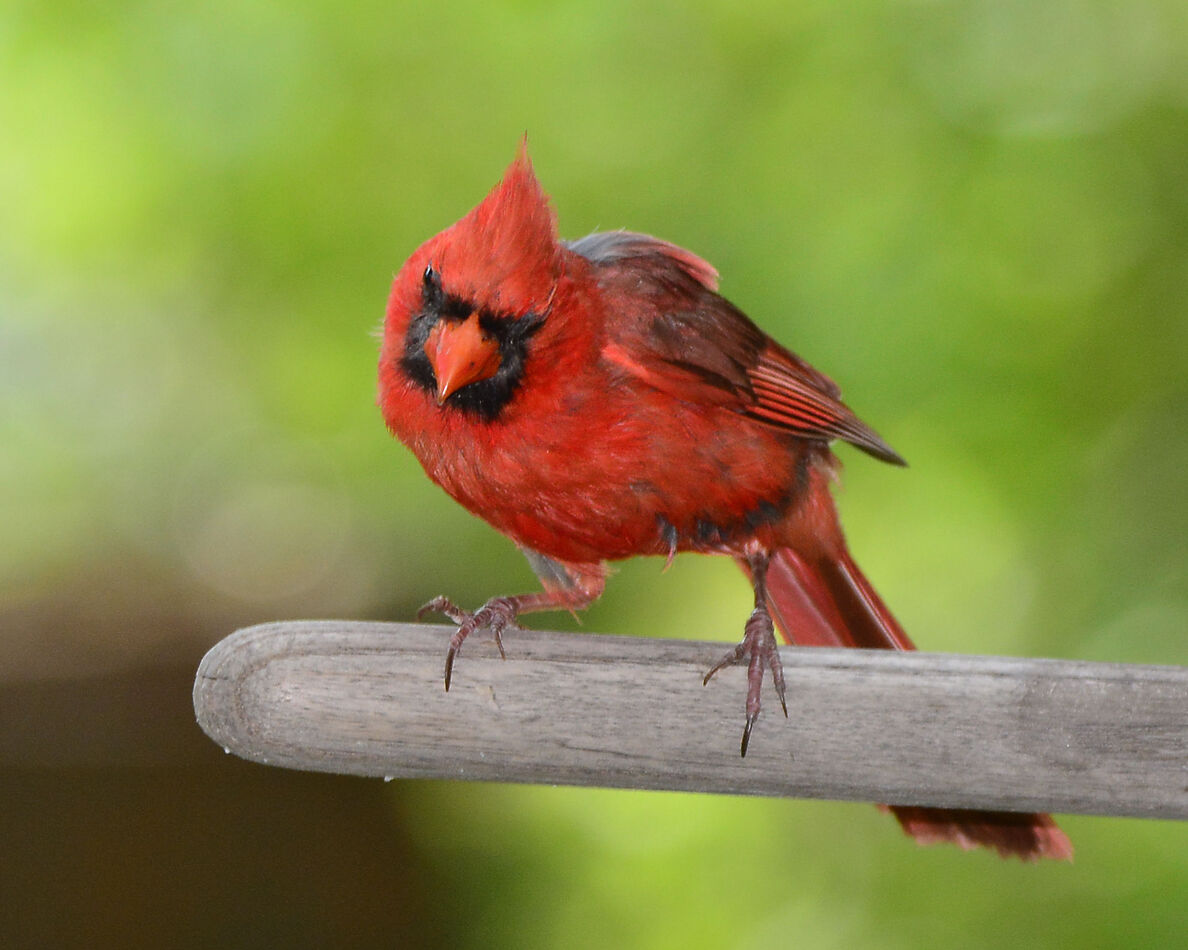 Made My Day! The cardinal is something I have heard around my yard all ...