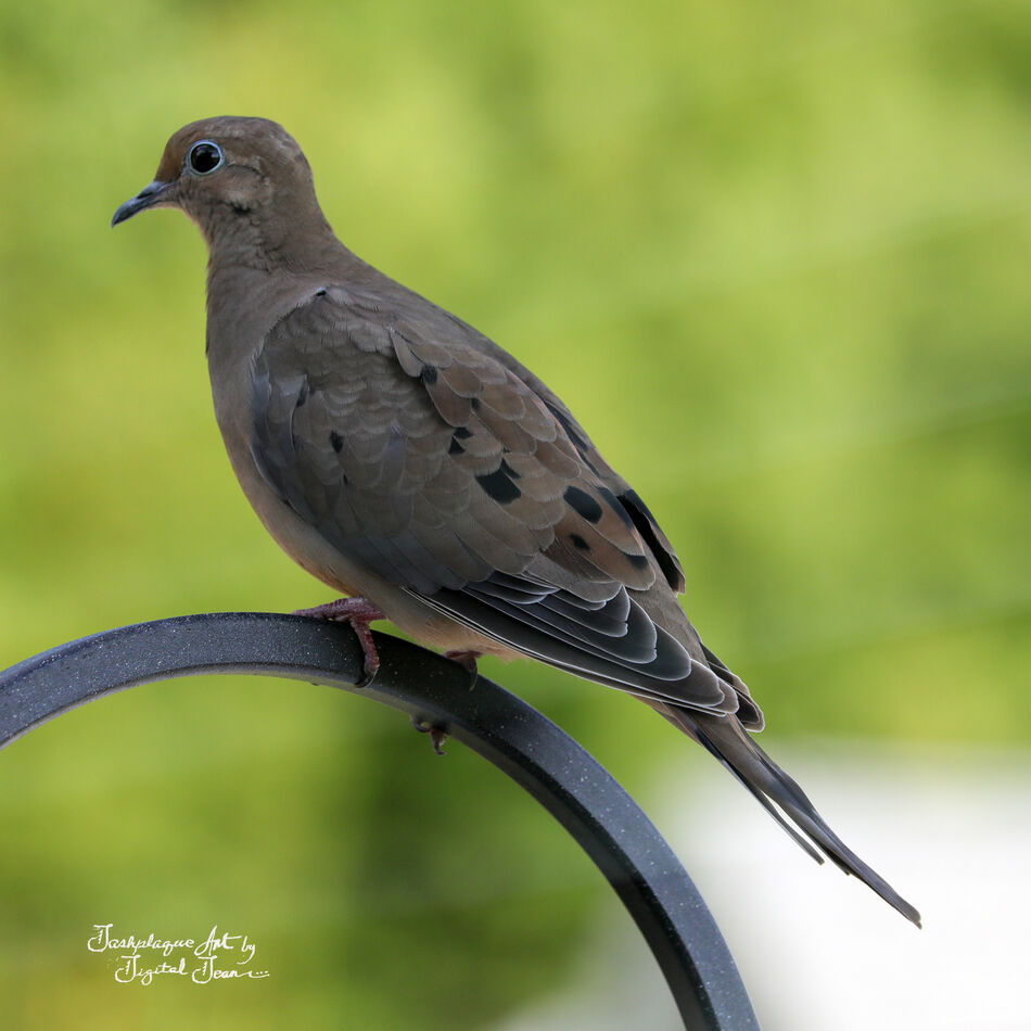 Dove in Profile: Very patient. Canon 5DIV with Canon 70-200 F4L II ...