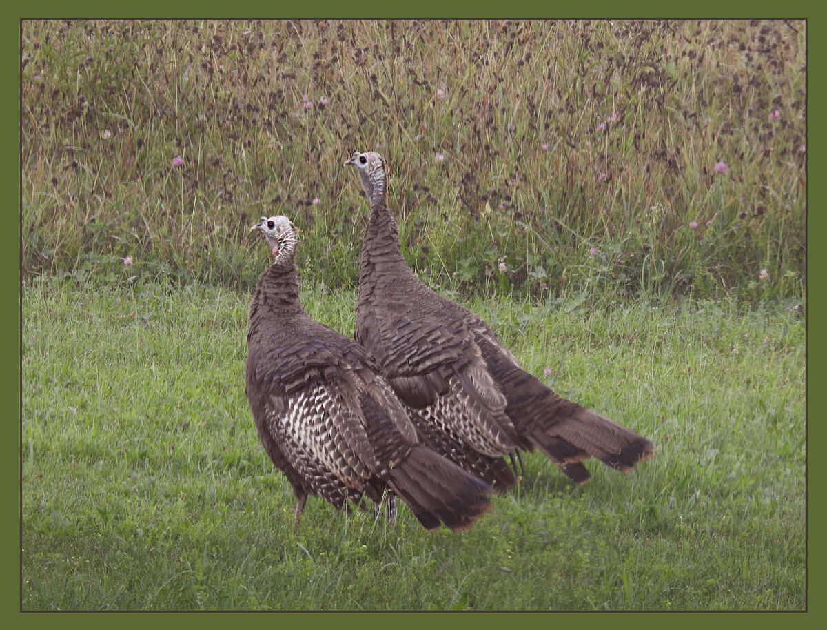 Turkey Promenade: Even though they are a different species it looks ...