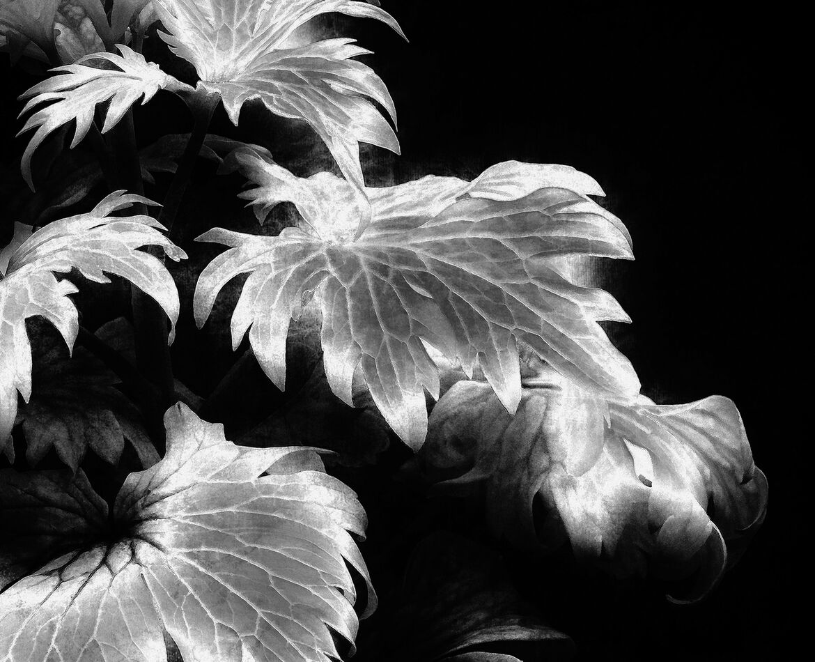 The Sabatier Effect: "The Sabatier (one 't' only) effect, also known as ...