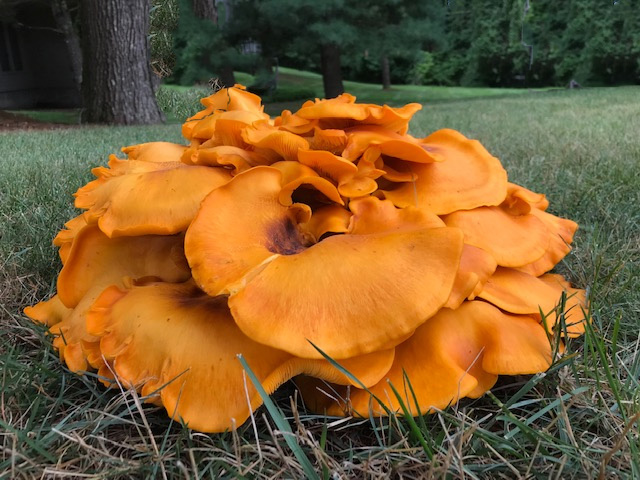 Mushroom Cluster: The vibrant color of the "shrooms" against the early ...