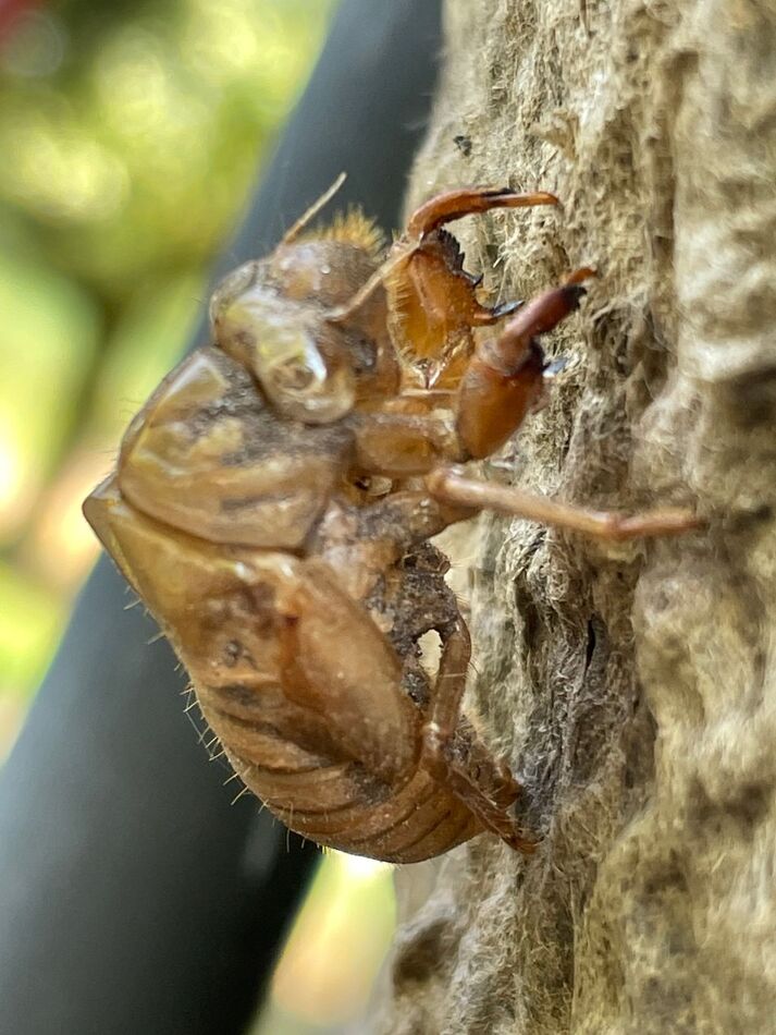 Cicada Exoskeleton: Cicada Exoskeleton Cicadas molt and you can see these skins everywhwere in ...