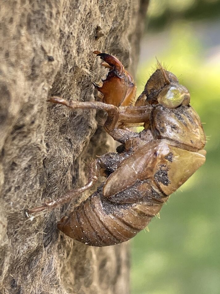 Cicada Exoskeleton: Cicada Exoskeleton Cicadas molt and you can see these skins everywhwere in ...